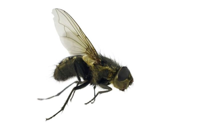 Houseflies buzz to the key of "F" – Critter Science