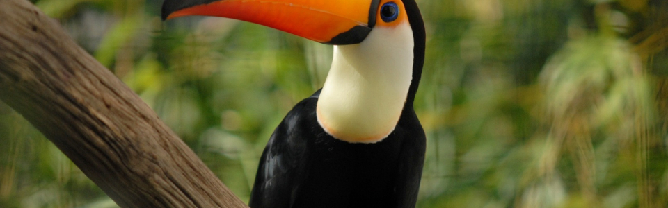animals_in_the_tropical_rainforest_free_wallpaper