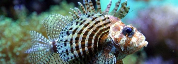 Metamorphosis - The Life Cycle of a Frog – Critter Science