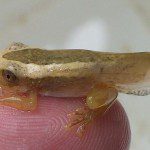 Metamorphosis - The Life Cycle of a Frog | Critter Science