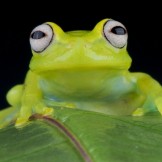 Metamorphosis - The Life Cycle of a Frog | Critter Science