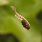 Metamorphosis - The Life Cycle of a Frog | Critter Science