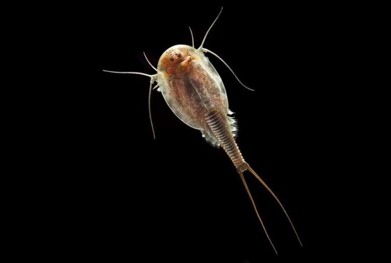 The Amazing Triops – Critter Science