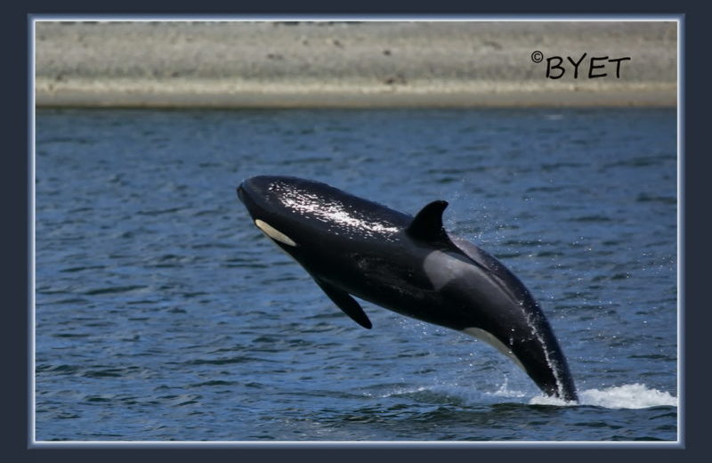 The Orca – Critter Science