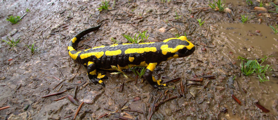 The Incredible Salamander | Critter Science