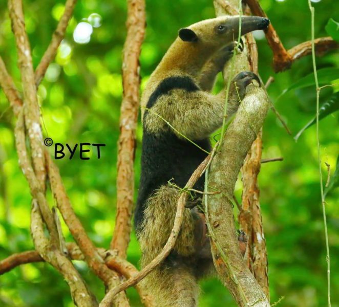 The Anteater – Critter Science