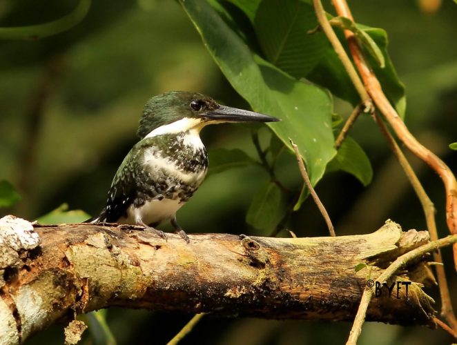 What are species? | Critter Science