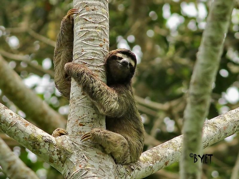 What are species? – Critter Science