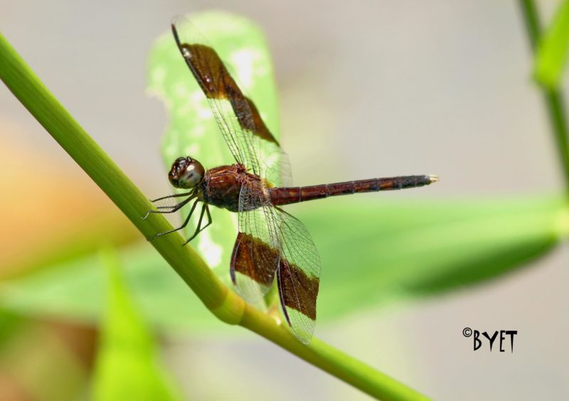 The Amazing Dragonflies – Critter Science