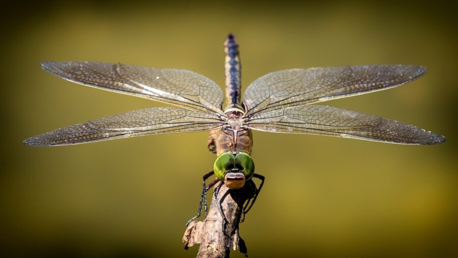 The Amazing Dragonflies | Critter Science