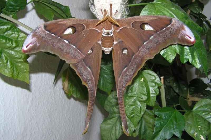World's Largest Moth | Critter Science