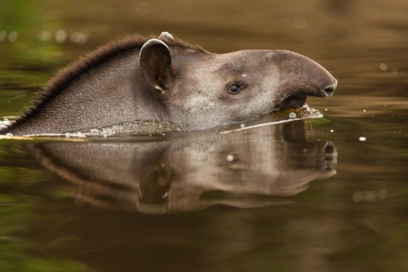 The Tapir – Critter Science
