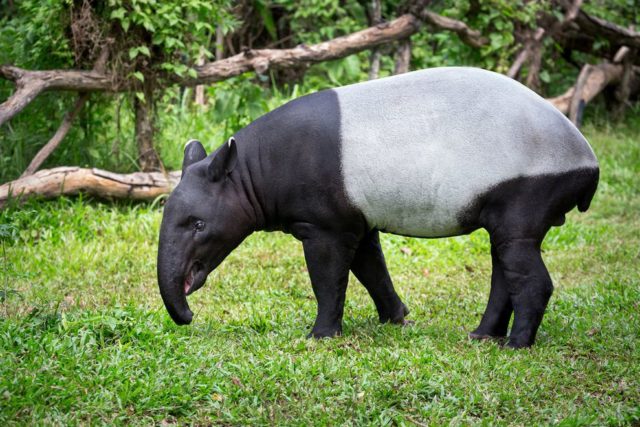 The Tapir – Critter Science