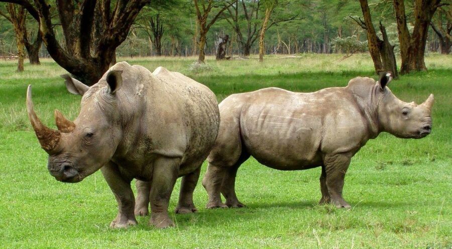 The White Rhinos | Critter Science
