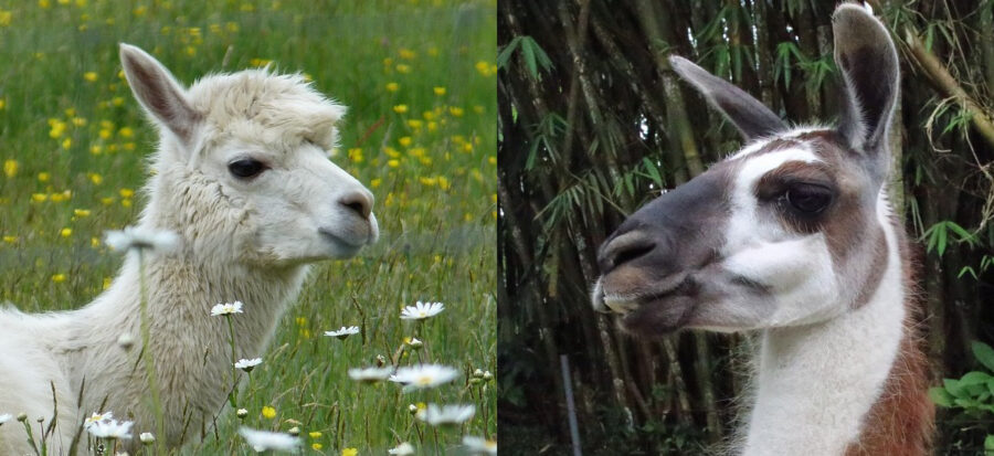 Alpaca vs Llama. What's the difference? | Critter Science