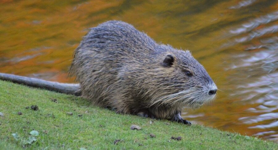 Leave it to Beavers | Critter Science