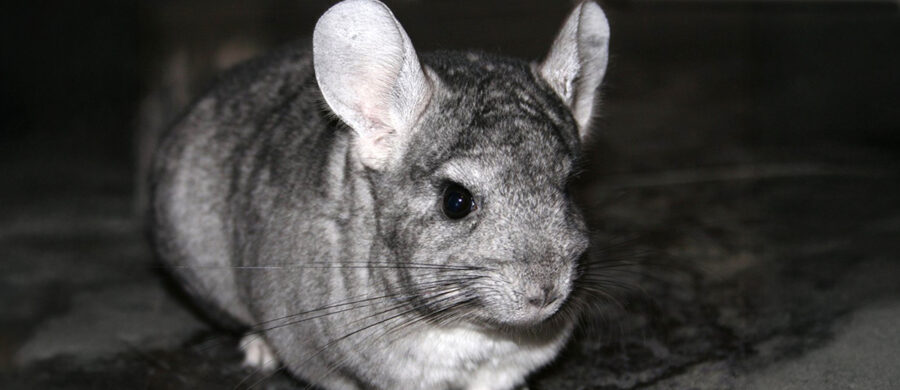 The Cute, Cuddly, and Quick... Chinchilla | Critter Science