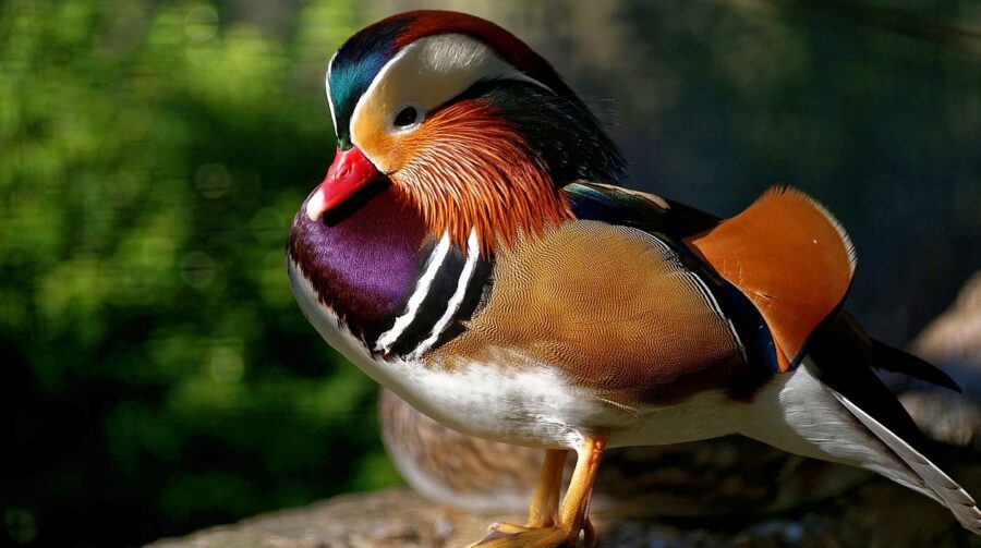 The Amazing and Beautiful Duck | Critter Science