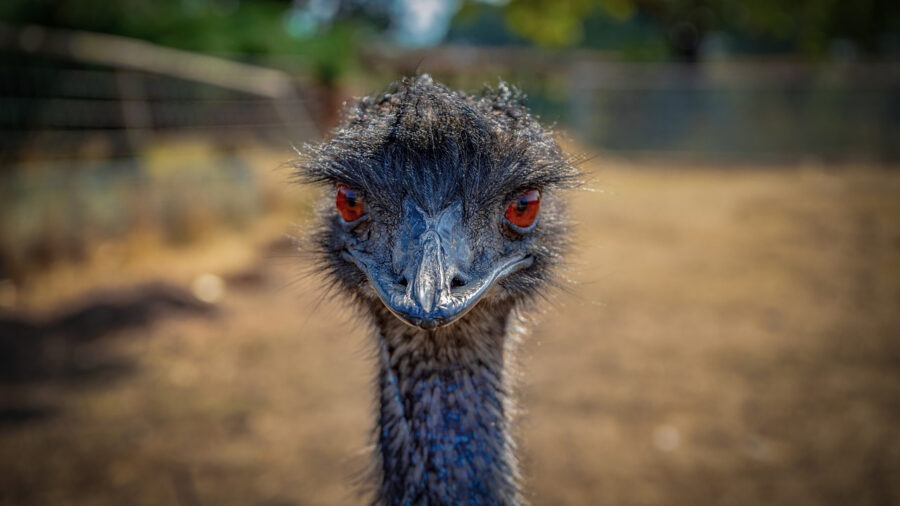 No, It's Not An Emo, It's An Emu! | Critter Science