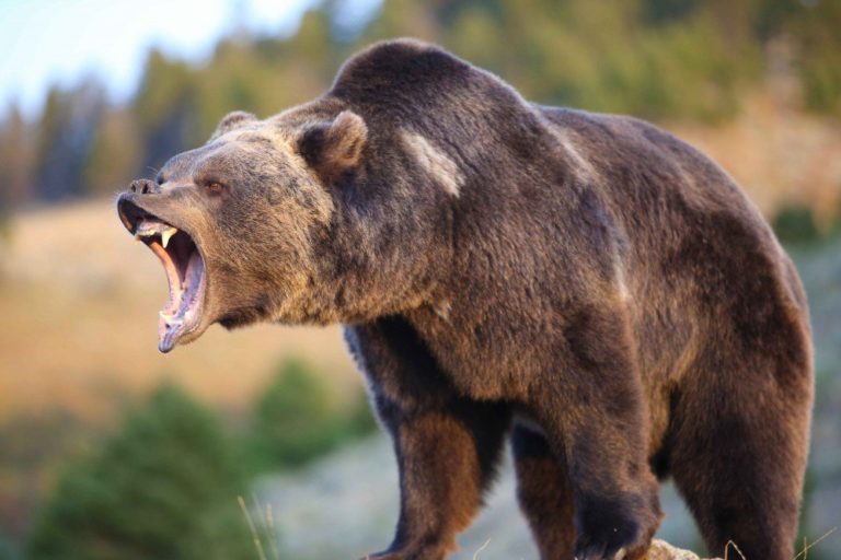 The Fierce Grizzly Bear! – Critter Science
