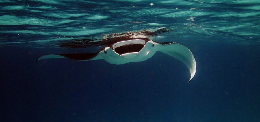 The Magnificent Manta Ray | Critter Science