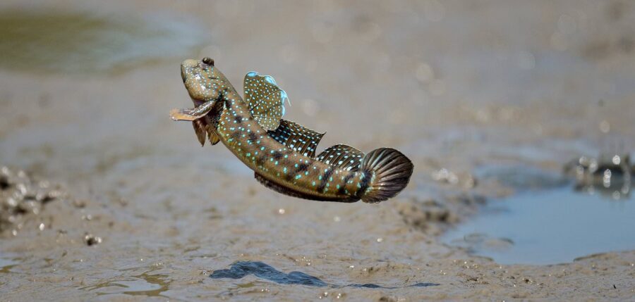 Its The Muddy Mudskipper Show Critter Science 