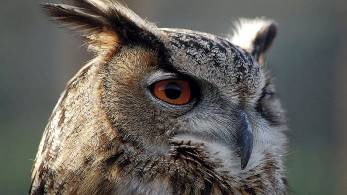 Big Owl