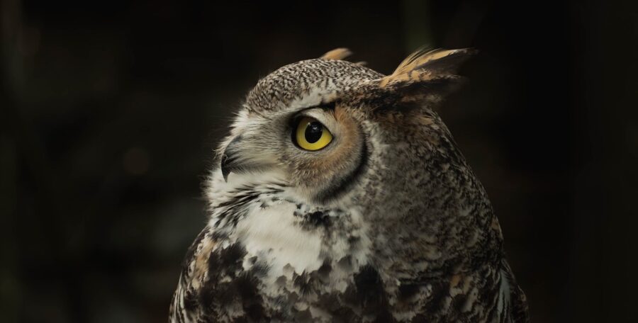 Give a Hoot About the Owl | Critter Science