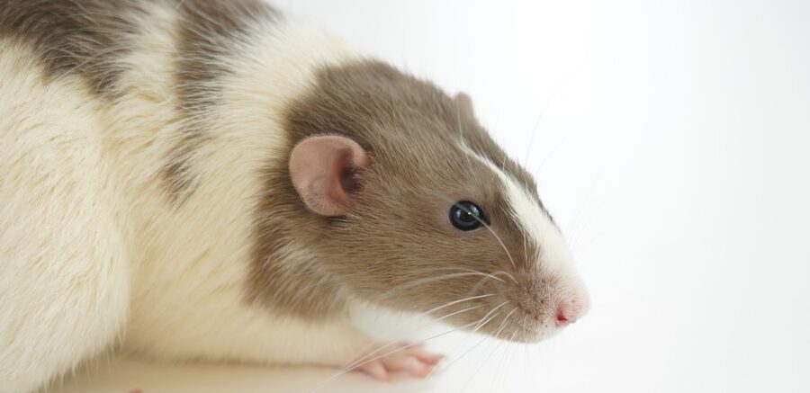 Rats! They're Everywhere! | Critter Science