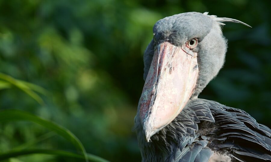 Wading Bird Facts Archives | Page 5 of 5 | Critter Science