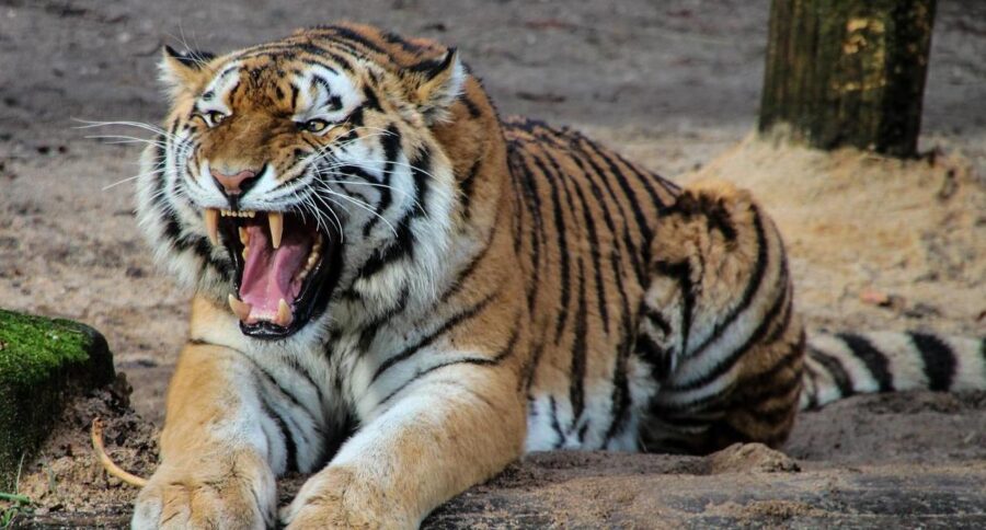 Welcome the largest cat, the tiger! | Critter Science