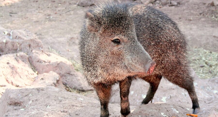 The Collared Peccary | Critter Science