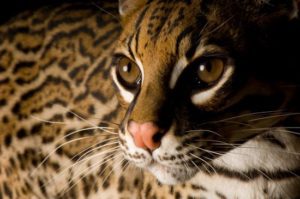 The Beautiful, Secretive, Ocelot – Critter Science