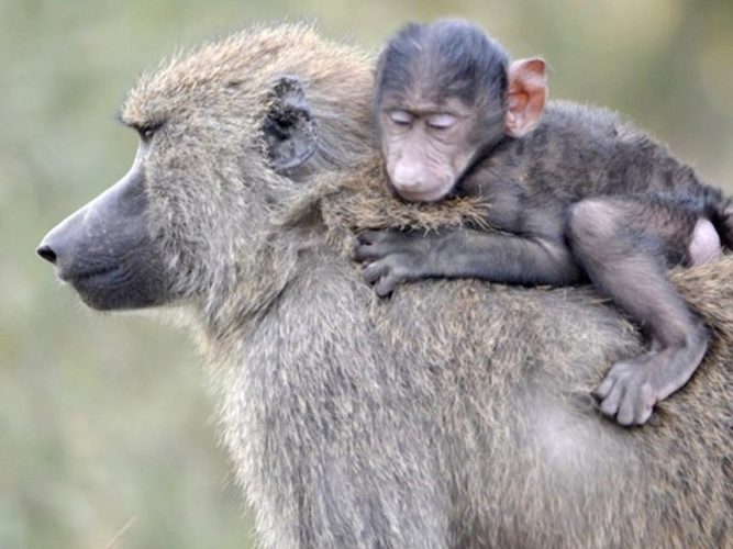 The Fast and Ferocious Baboon – Critter Science