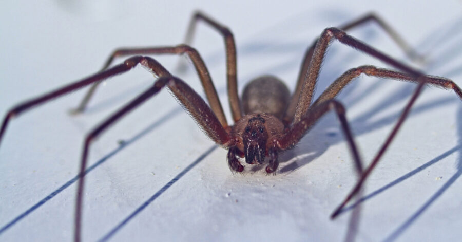 The Brown Recluse | Critter Science