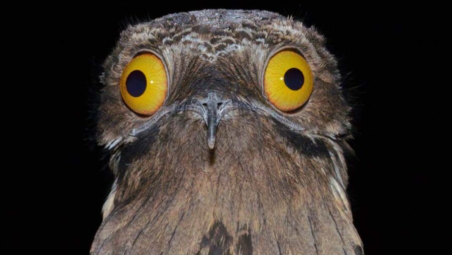 Not the Potato, the Potoo | Critter Science