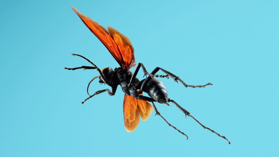 The Parasitoid Tarantula Hawk | Critter Science