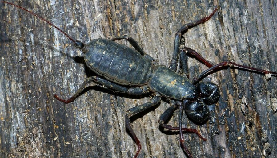 Arachnid Facts Archives | Page 3 of 3 | Critter Science