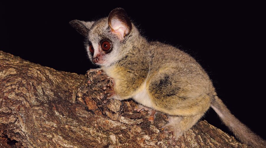 The Bushbaby of Africa | Critter Science