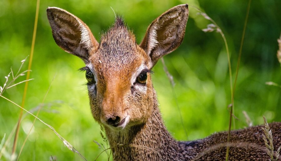One Cute Antelope, the Dik-Dik | Critter Science