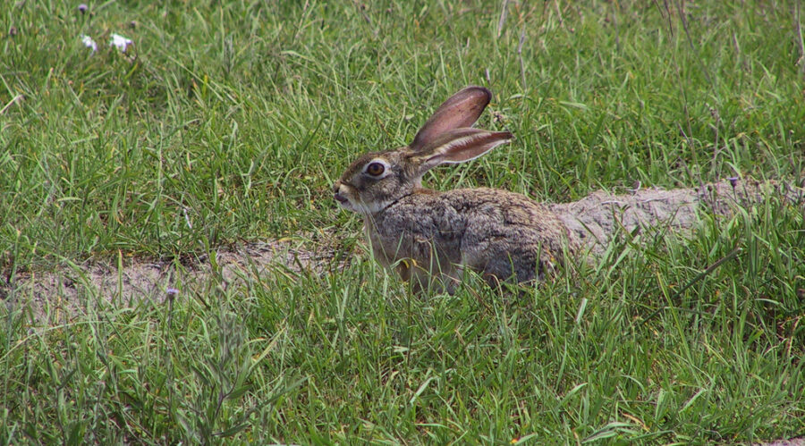 The Speedy African Hare | Critter Science