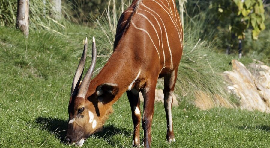 Bongo. The Antelope, not the Drum | Critter Science