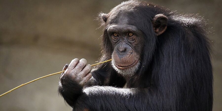The Amazing Chimpanzee | Critter Science