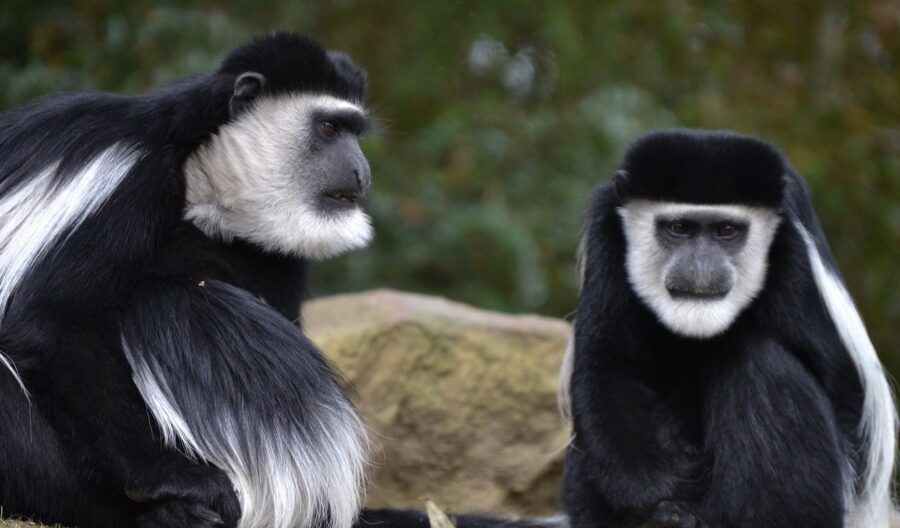 The Colobus Monkey | Critter Science
