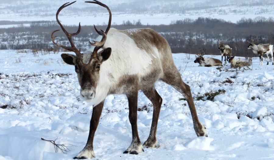 Ho, Ho, Ho, It's a Reindeer! | Critter Science
