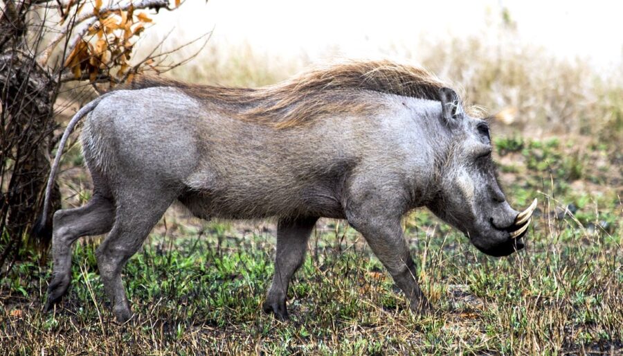 The Not-So-Handsome Warthog | Critter Science