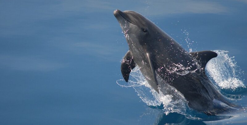 Do You Know About Dolphins? | Critter Science