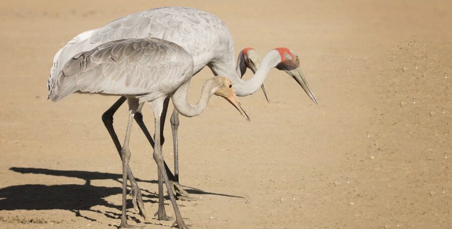 The Dancing Brolga | Critter Science