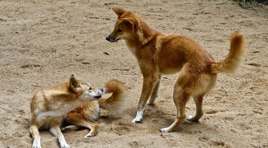 Australia's Wild Dog... the Dingo | Critter Science