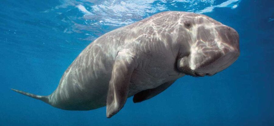 Say Hello to the Peaceful Dugong | Critter Science